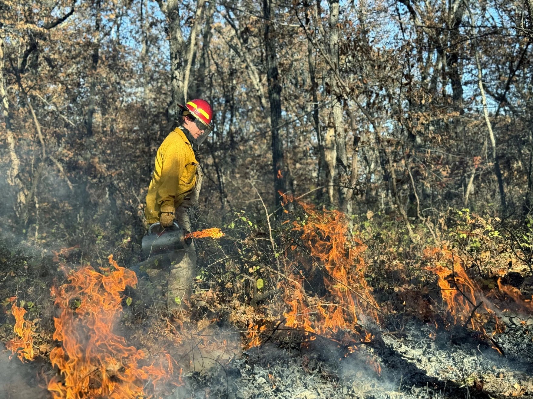Centuries-old forests in the Midwest are struggling. Fire can help save ...